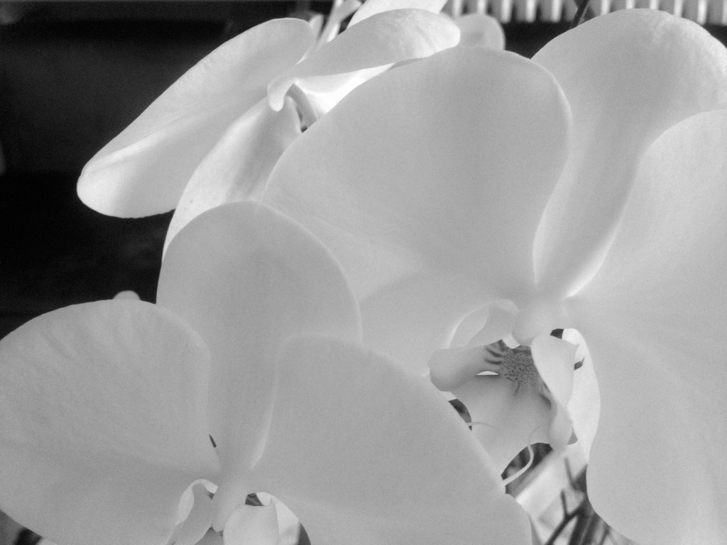 chasing home | Bringing home great design ideas from around the world ...